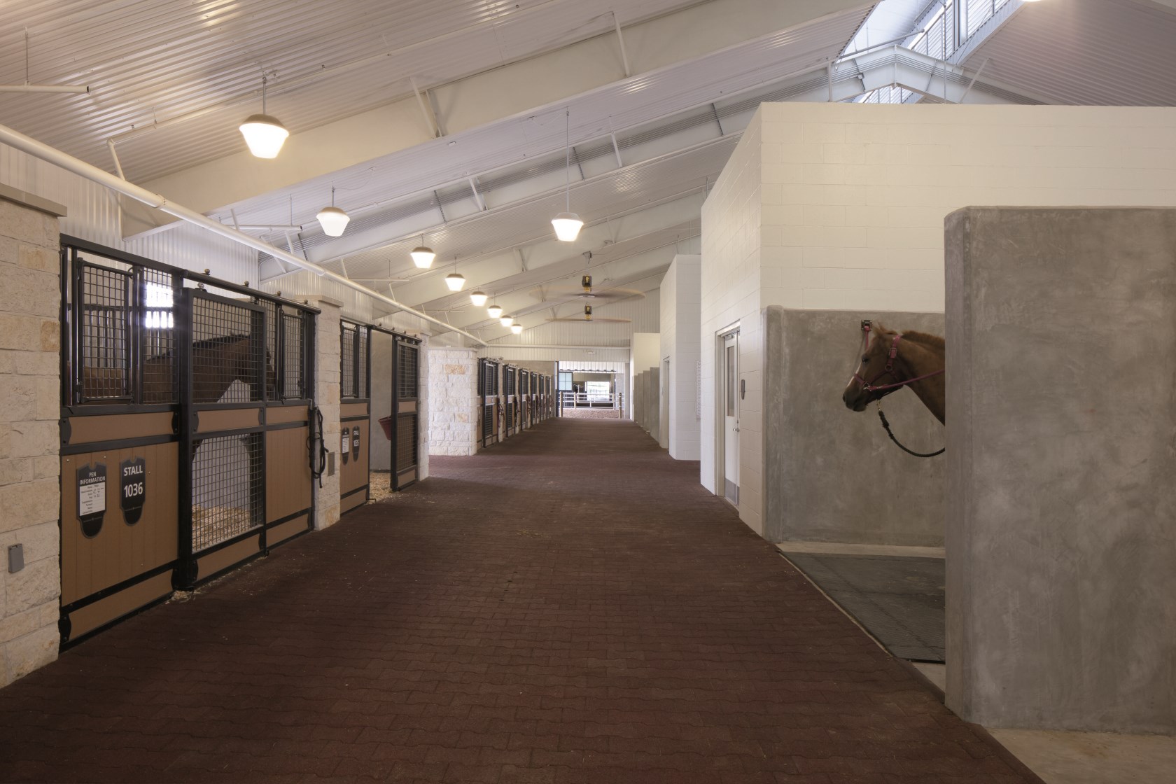 Texas A&M University Equine Initiative
