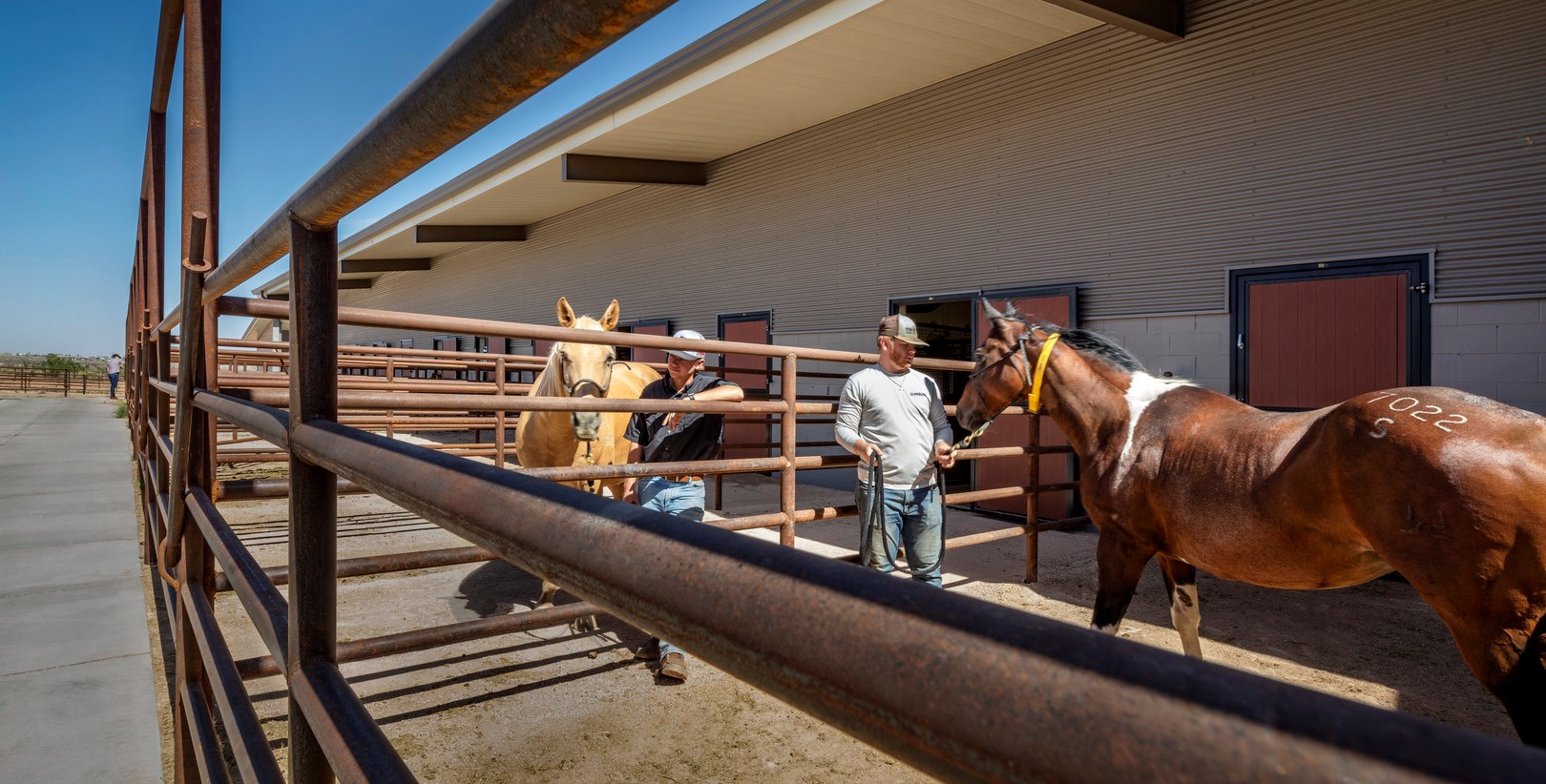 Texas Tech University School of Veterinary Medicine